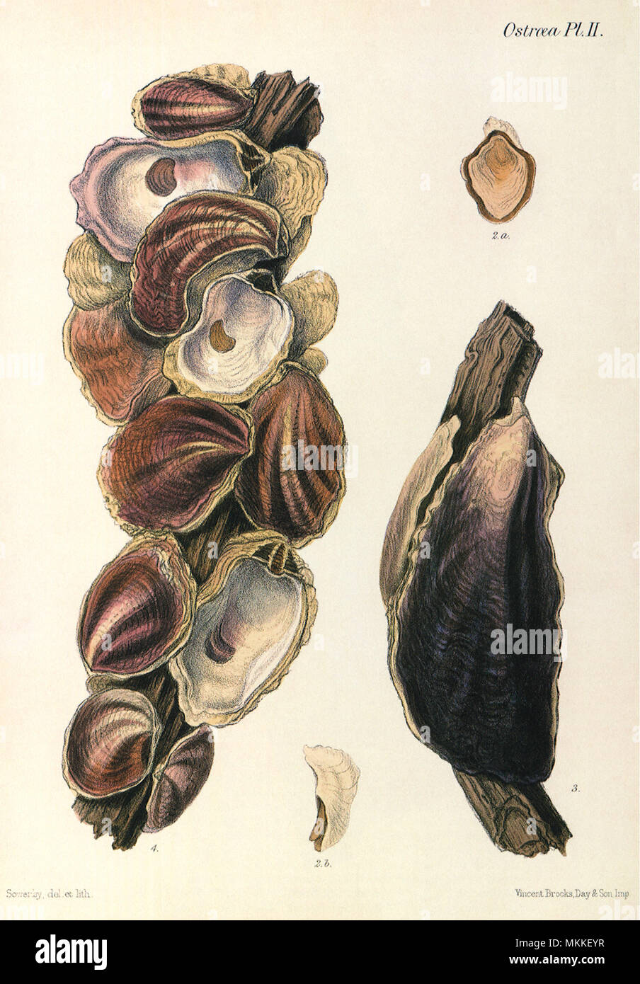 Oyster shell illustration hi-res stock photography and images - Alamy