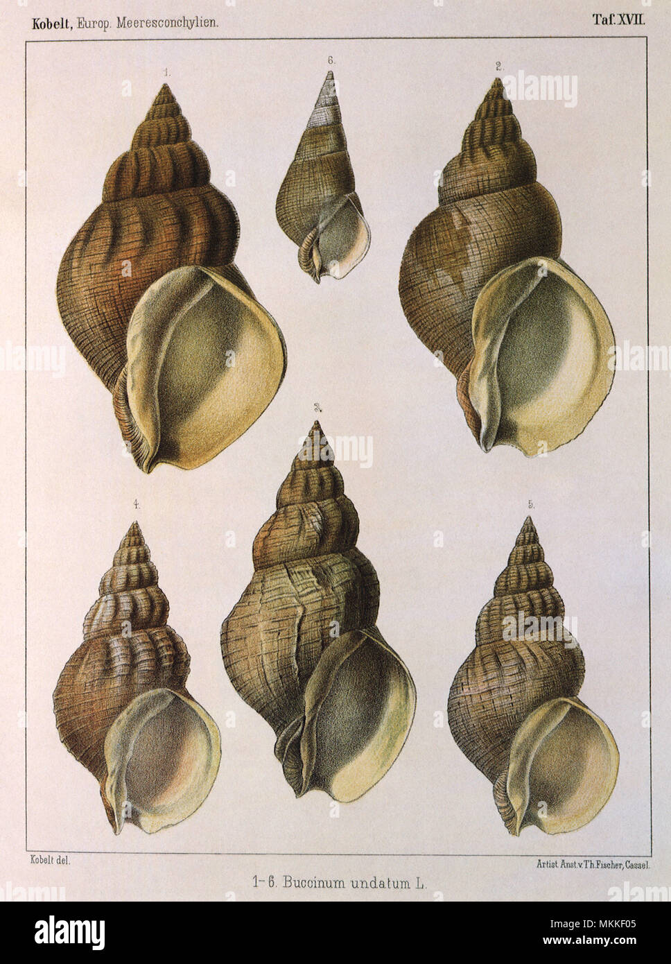 Shell forms hi-res stock photography and images - Alamy