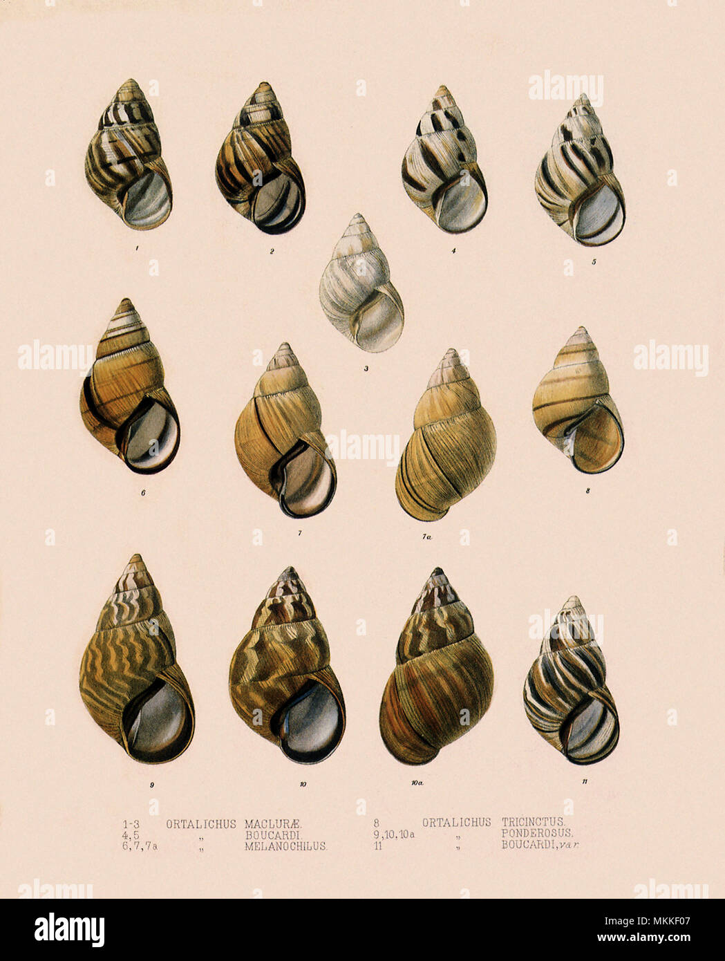 Shells of marine animals hi-res stock photography and images - Alamy