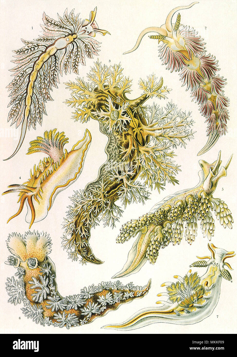 British sea slugs hi-res stock photography and images - Alamy