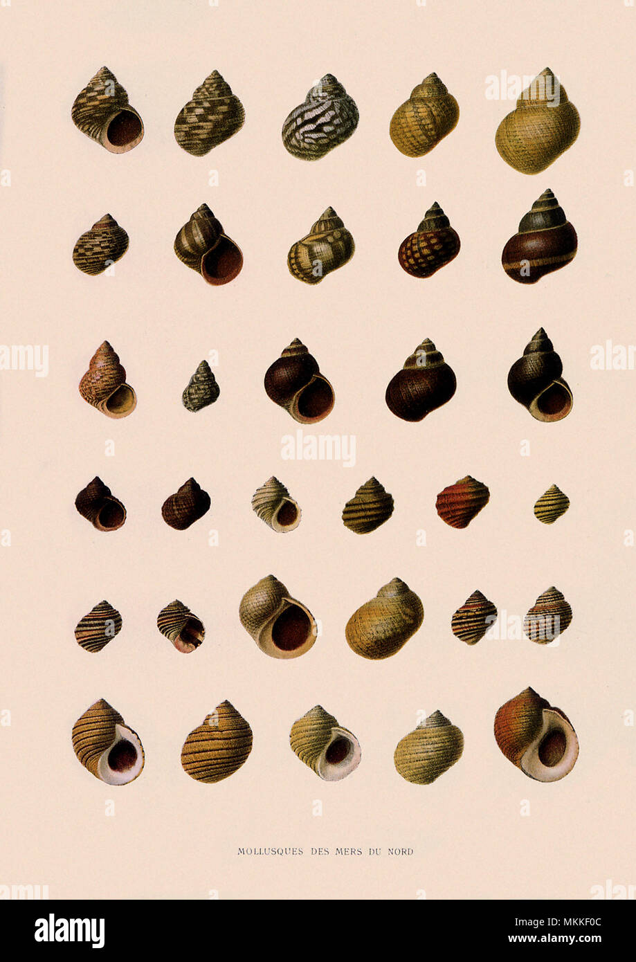 Rough Periwinkle Shells Stock Photo - Alamy