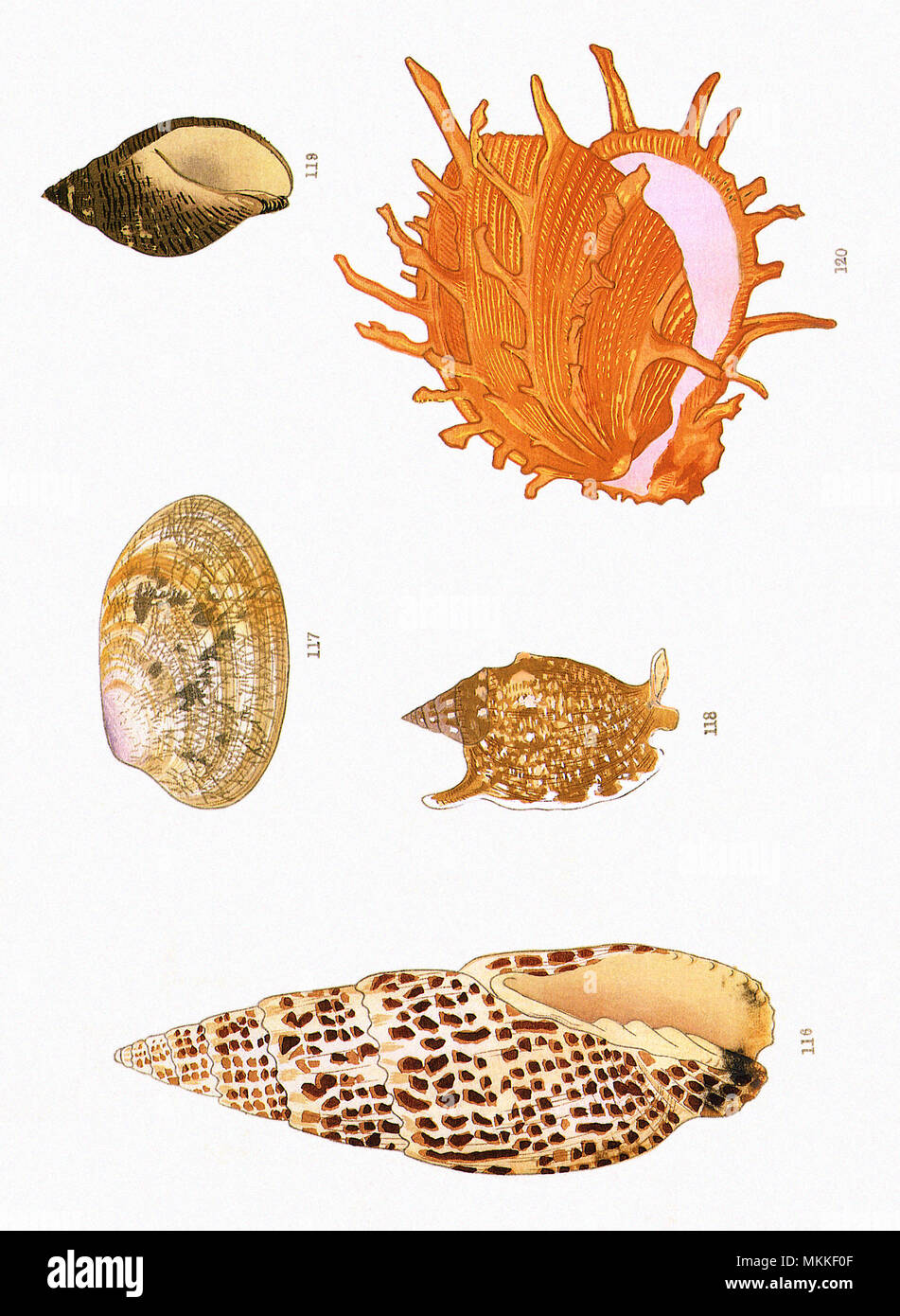 Japanese vintage Cut Out Stock Images & Pictures - Alamy