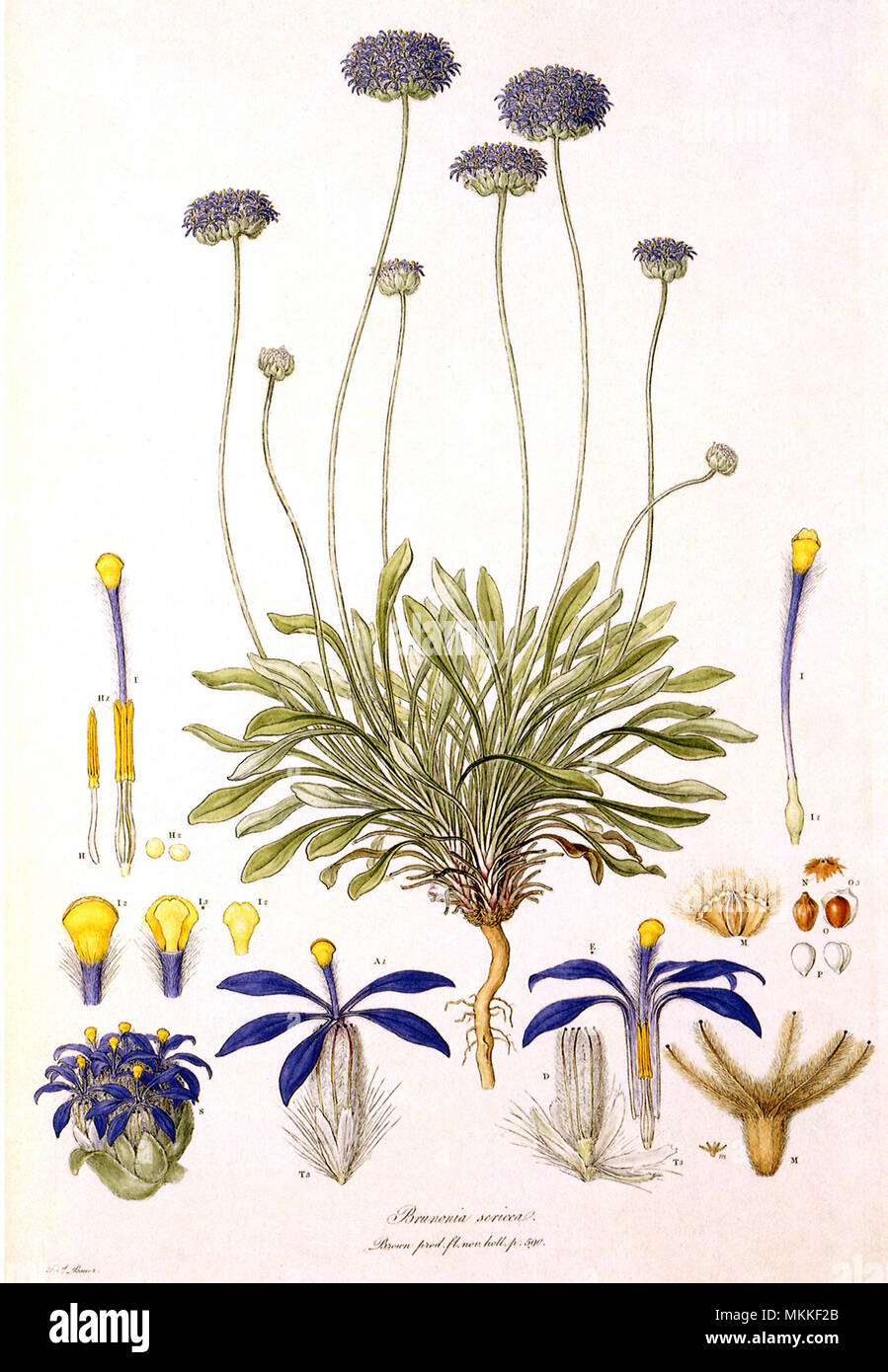 Pincushion blue hi-res stock photography and images - Alamy