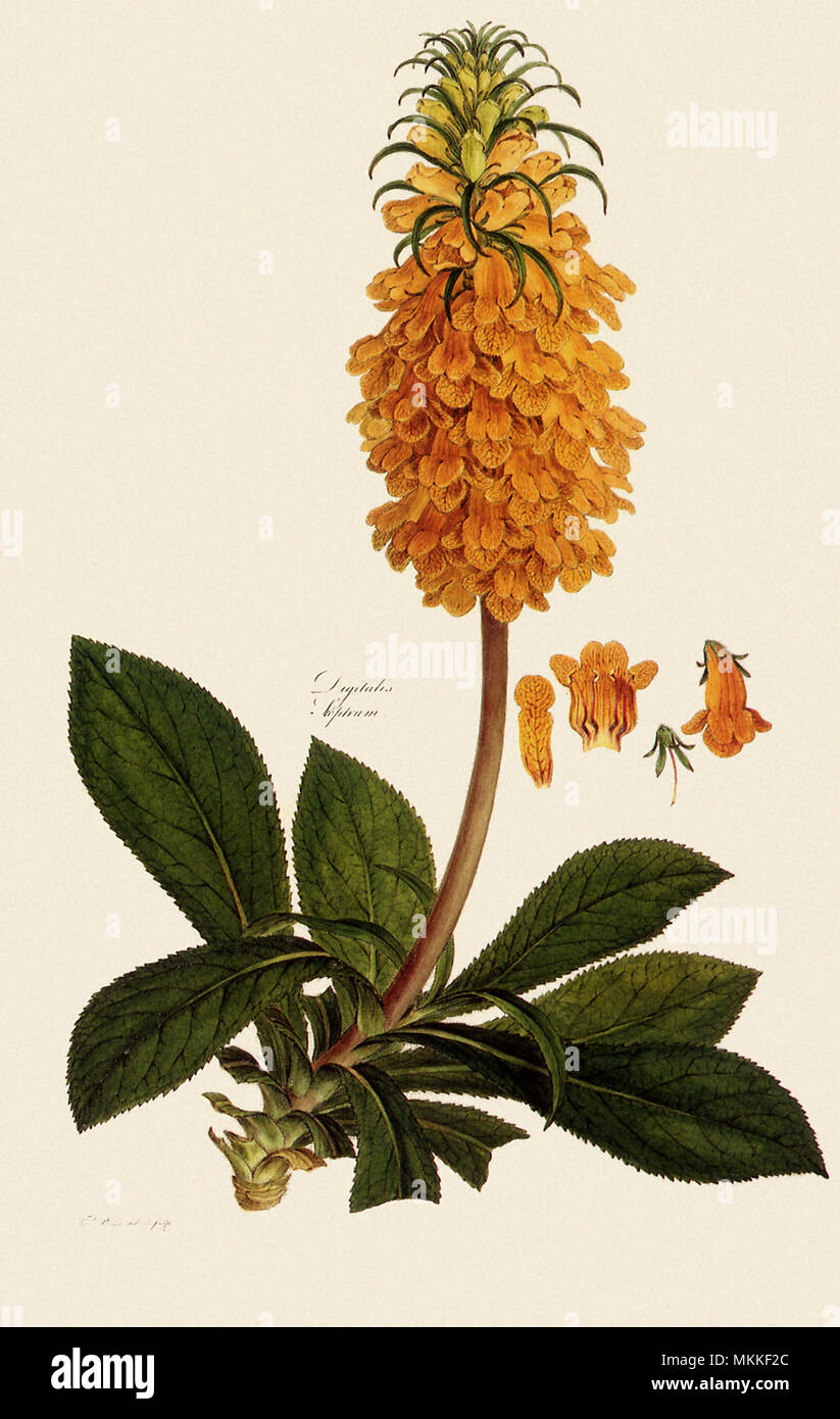 Digitalis sceptrum hi-res stock photography and images - Alamy