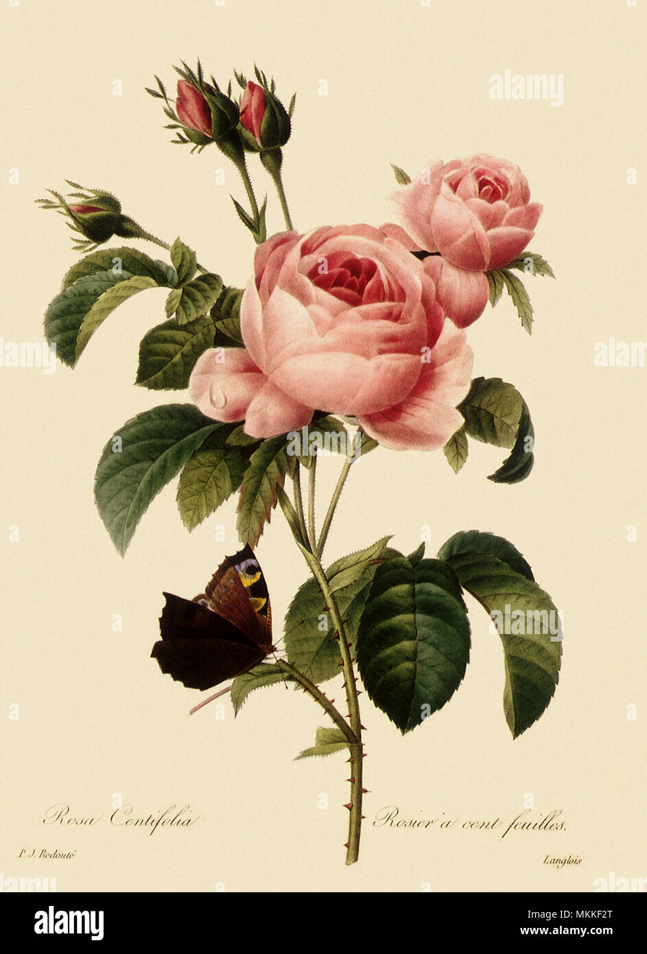 Roses rosa x hi-res stock photography and images - Alamy