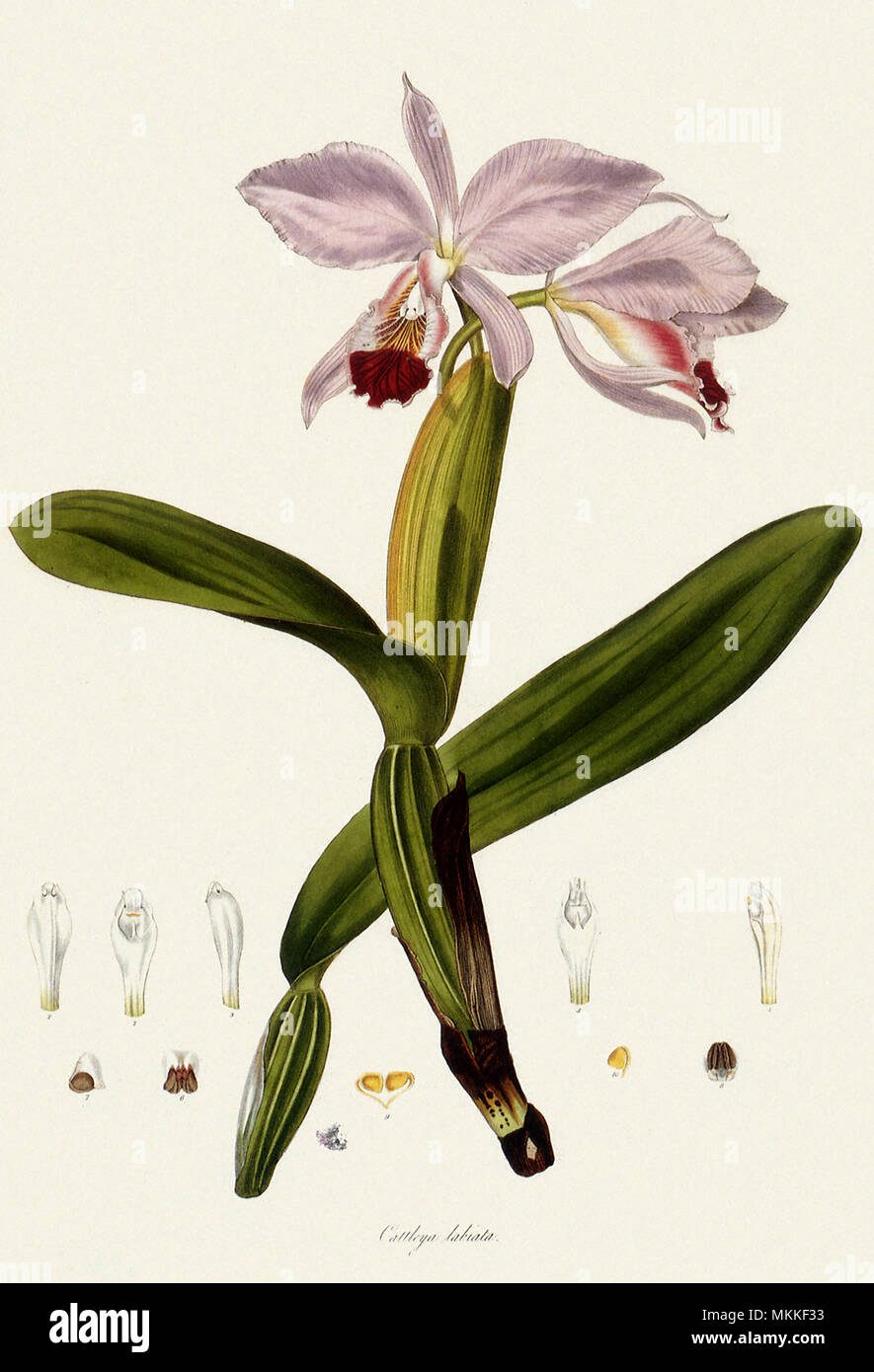 Labiata hi-res stock photography and images - Alamy