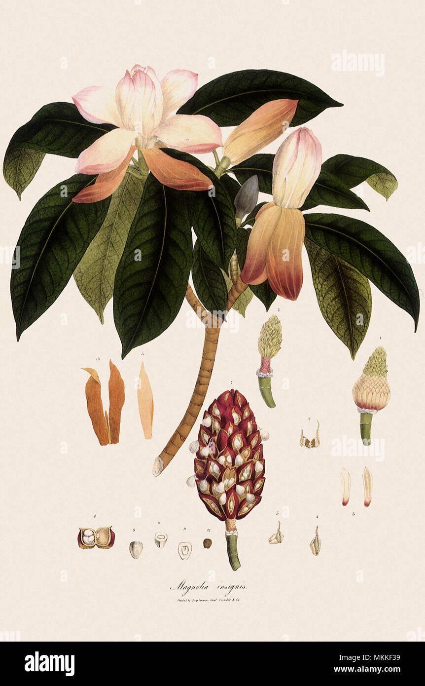 Insignis hi-res stock photography and images - Alamy