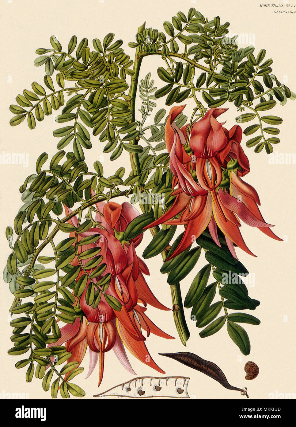 Puniceus hi-res stock photography and images - Alamy