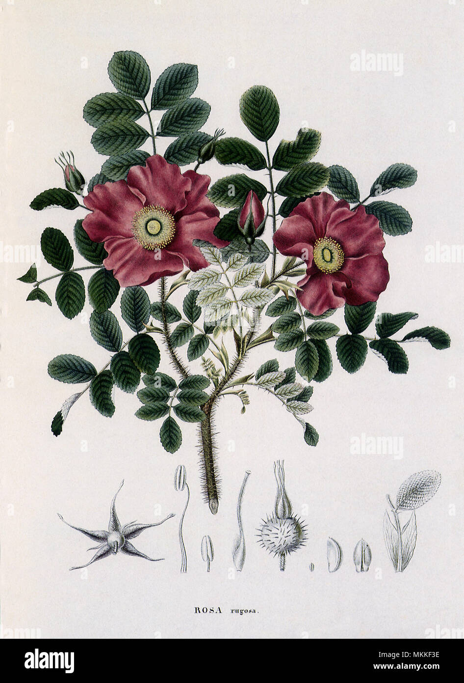 Plants rosa hi-res stock photography and images - Alamy