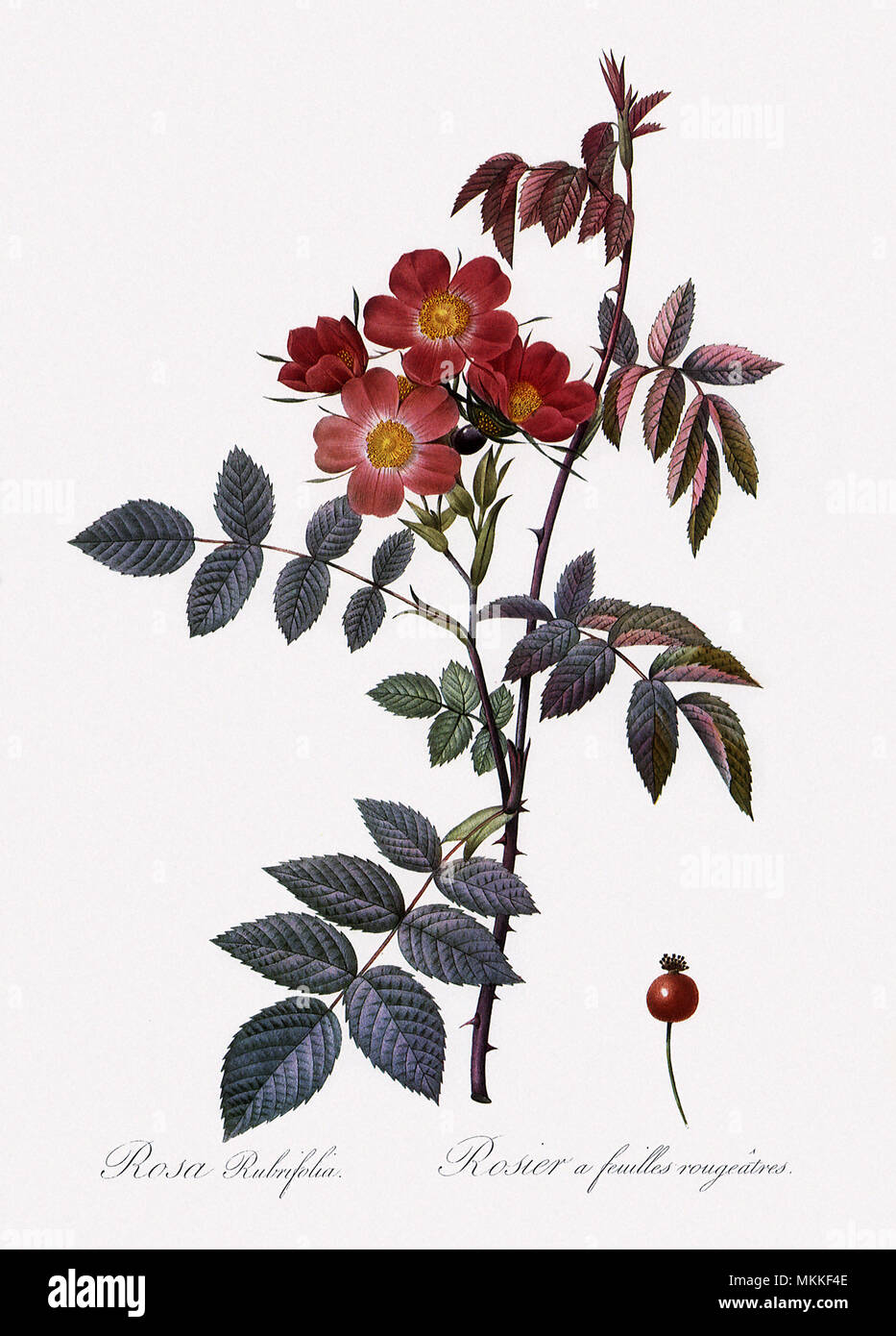 Naturally rose hi-res stock photography and images - Alamy