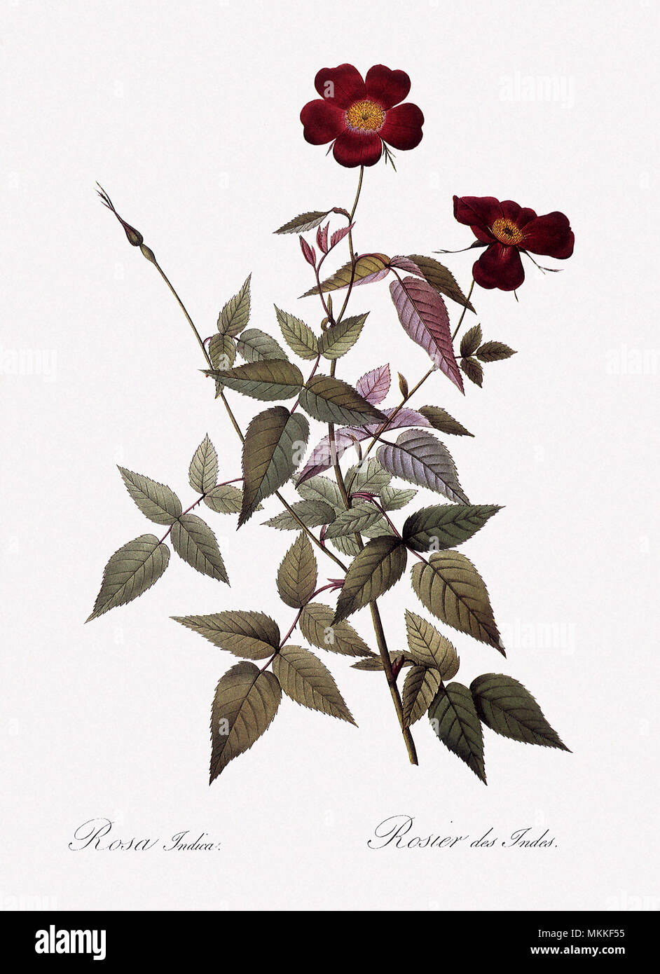 China rose flower hi-res stock photography and images - Alamy