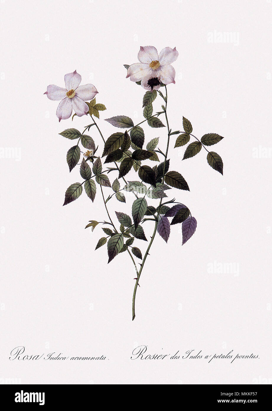 China rose flower hi-res stock photography and images - Alamy