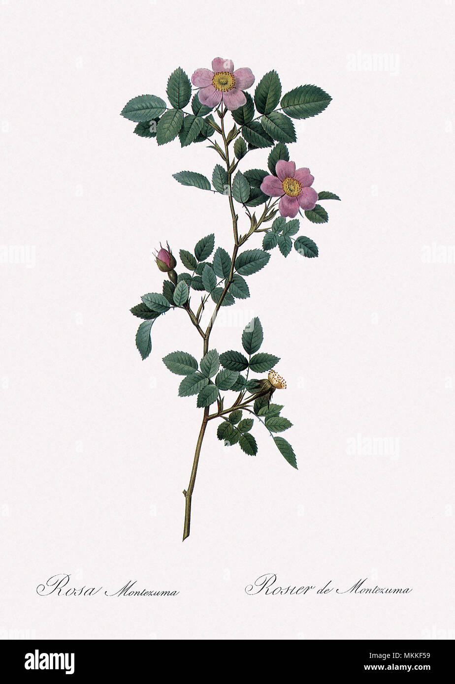 Montezuma rose hi-res stock photography and images - Alamy