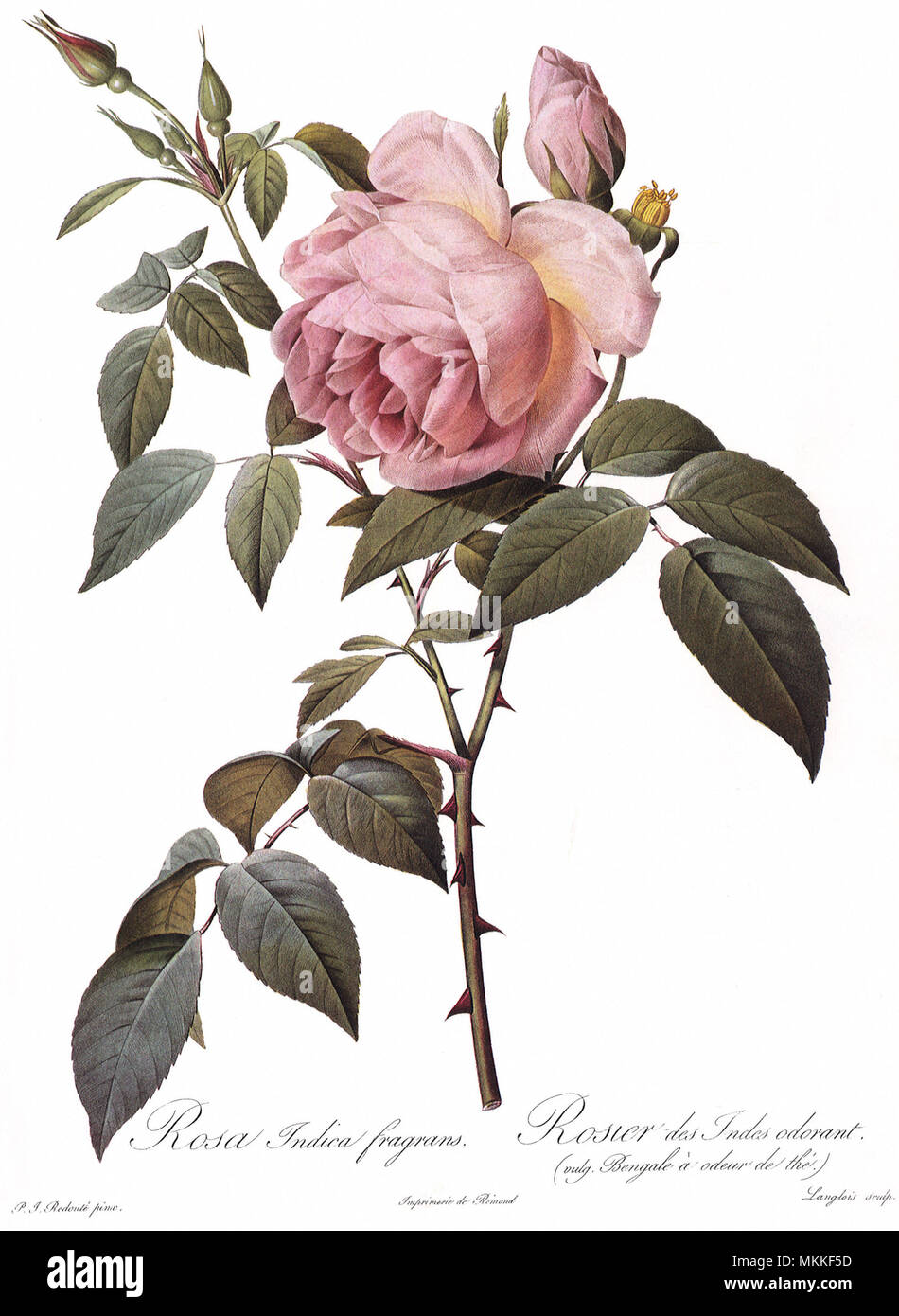 Rosa indica fragrans hi-res stock photography and images - Alamy