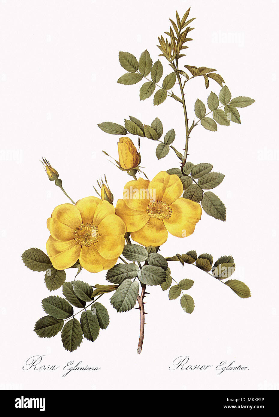 Austrian fine art Cut Out Stock Images & Pictures - Alamy