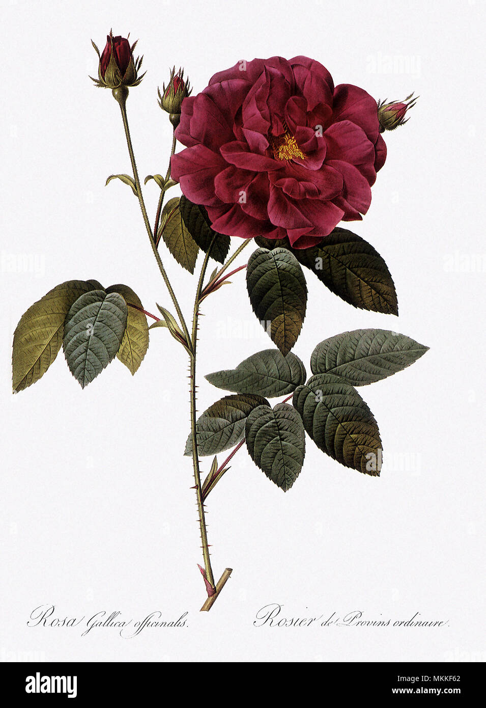 Common Provins Rose Stock Photo - Alamy