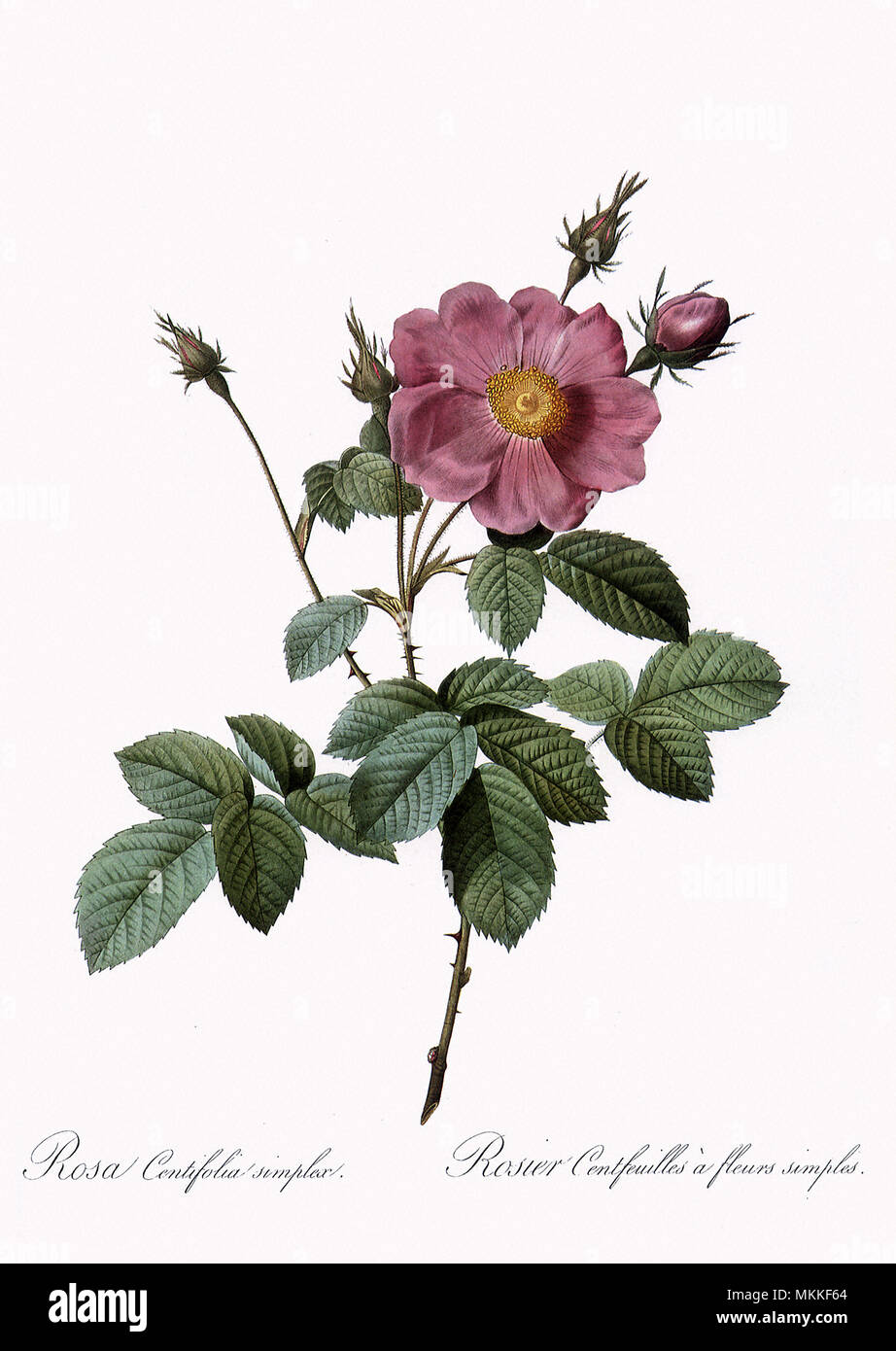 Cabbage roses hi-res stock photography and images - Alamy