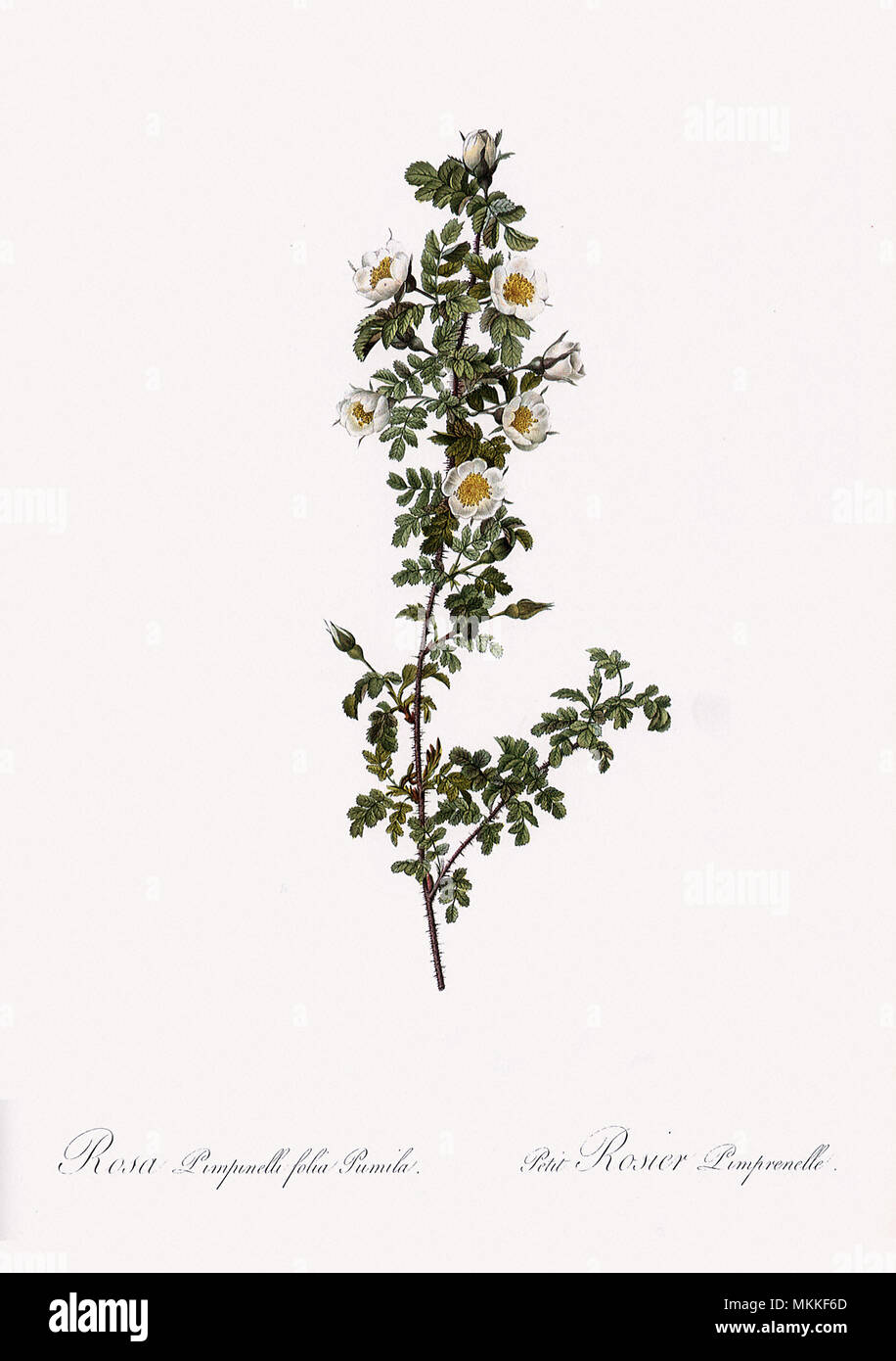 Dwarf Burnet Rose Stock Photo - Alamy