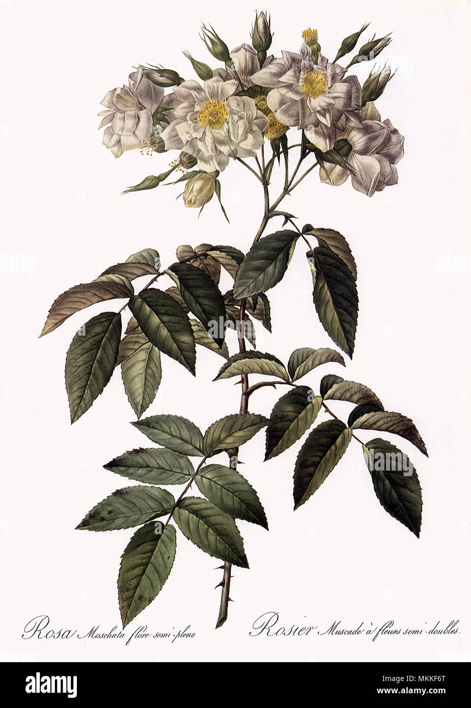 Semi double bloom rose hi-res stock photography and images - Alamy