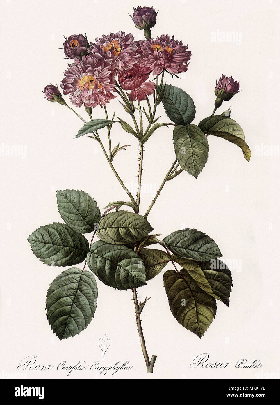 Carnation Rose, Rosa Centrifolia Caryophyllea Stock Photo - Alamy