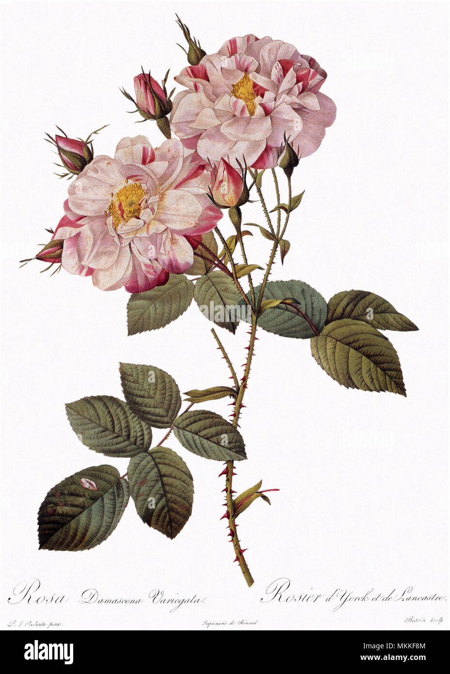 Rosa damascena variegata hi-res stock photography and images - Alamy