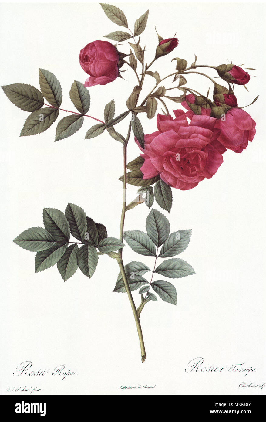 Turnip Roses, Rosa Rapa Flore Semipleno Stock Photo - Alamy