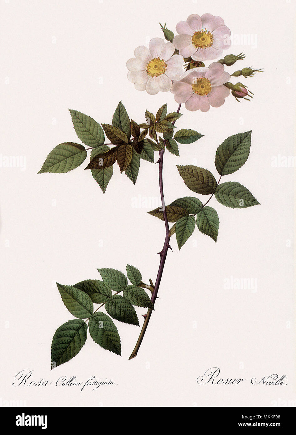 Flat-Flowered Hill Rose Stock Photo - Alamy