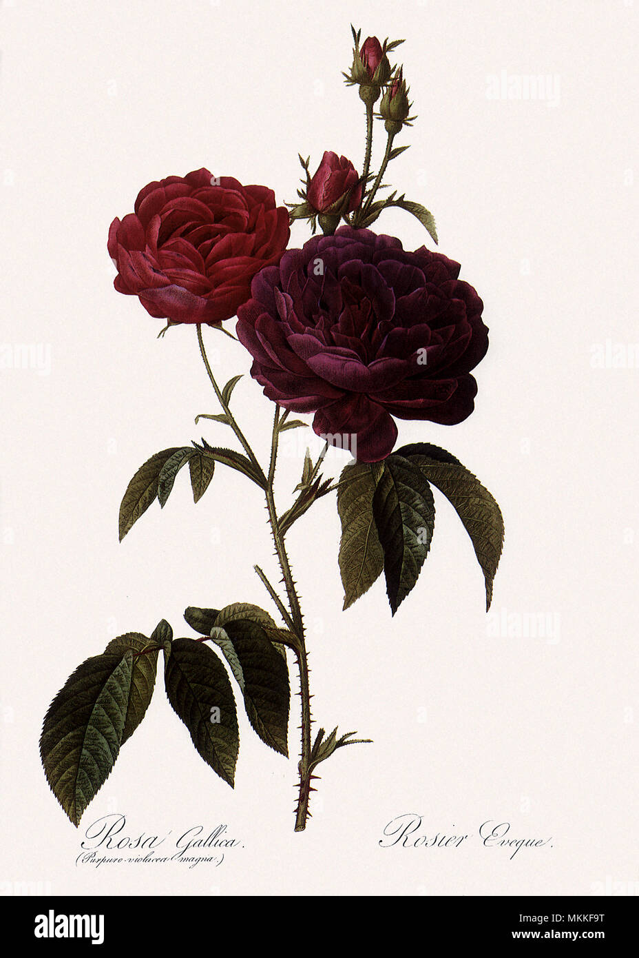 Violacea rose hi-res stock photography and images - Alamy