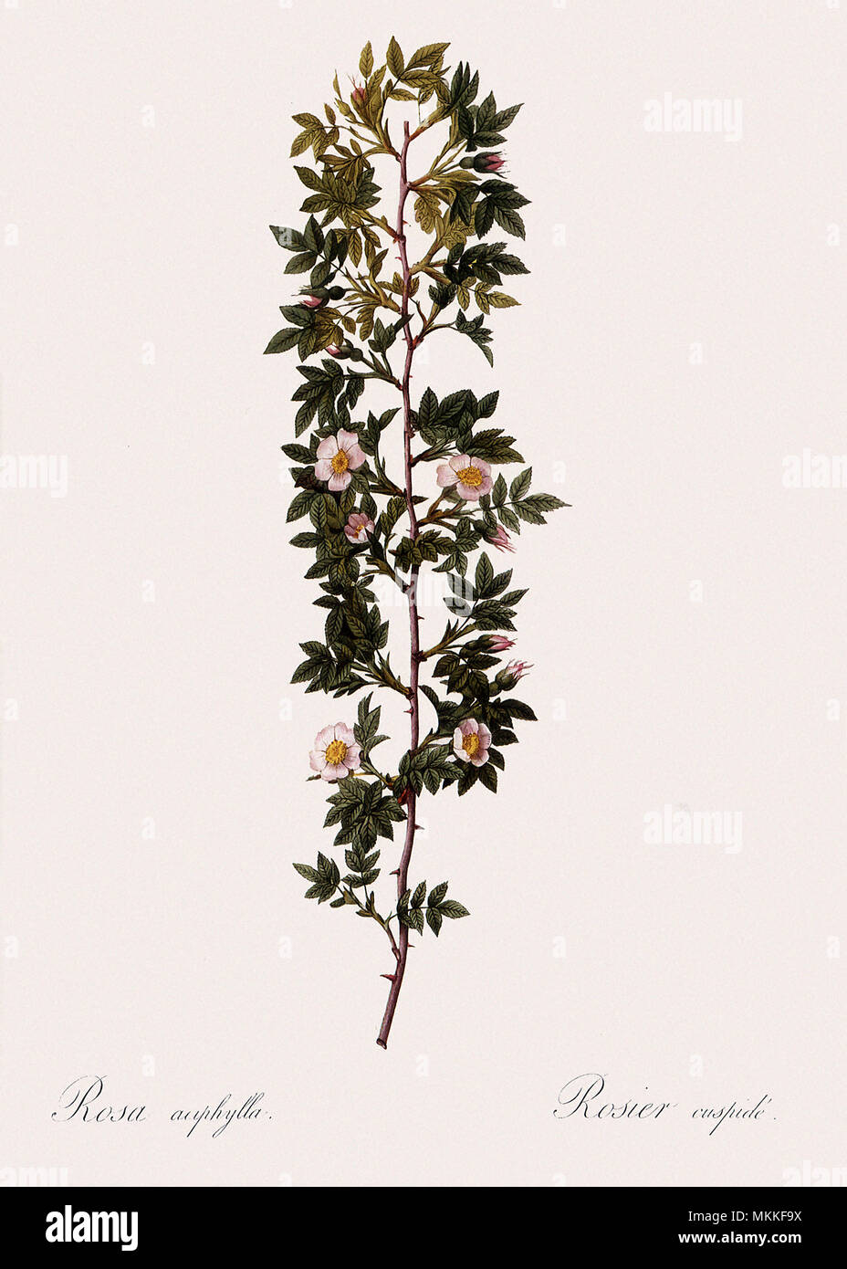 Cuspidate rose hi-res stock photography and images - Alamy