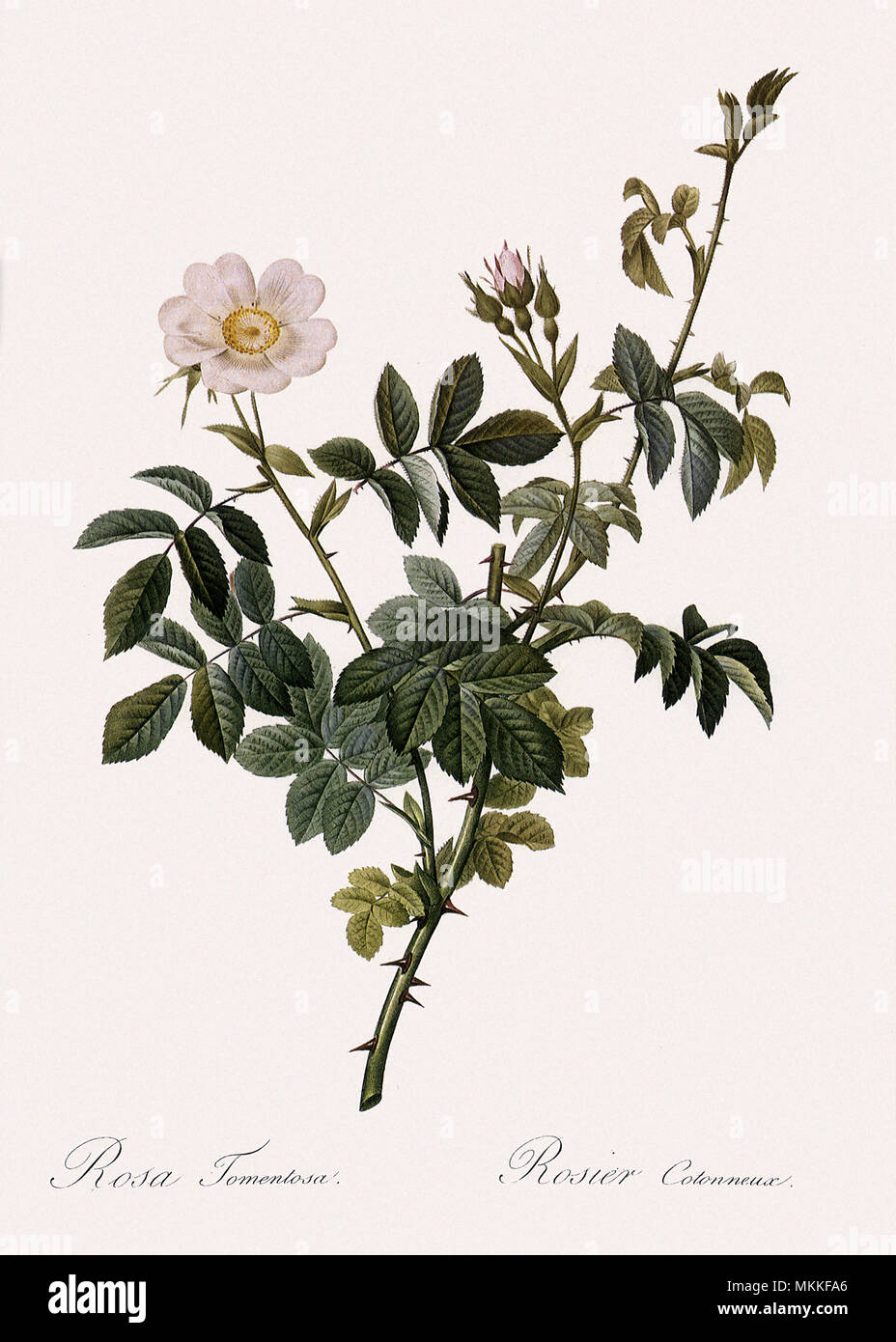 Rose leaflets hi-res stock photography and images - Alamy