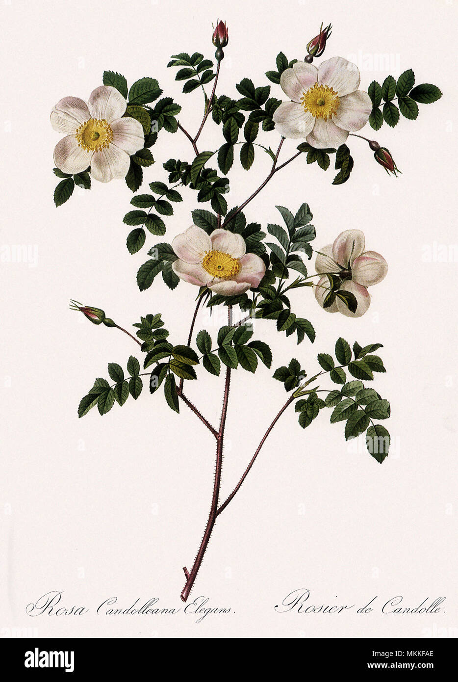 Candolles hi-res stock photography and images - Alamy