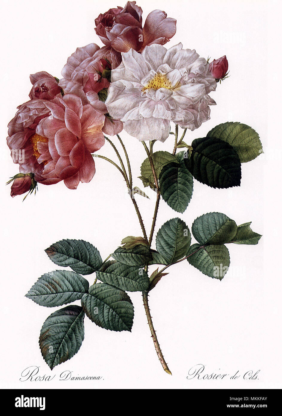 Rosa celsiana rose hi-res stock photography and images - Alamy