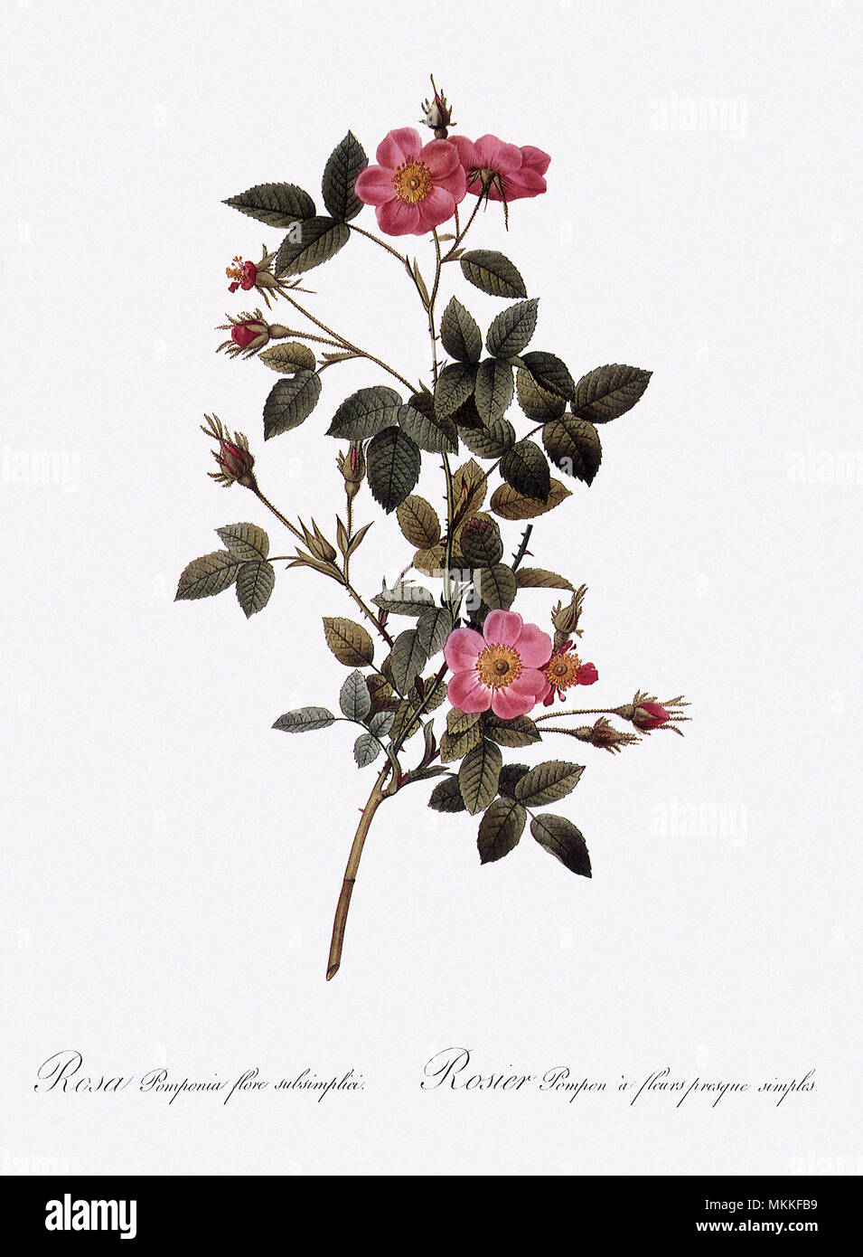 Seven rose hi-res stock photography and images - Alamy