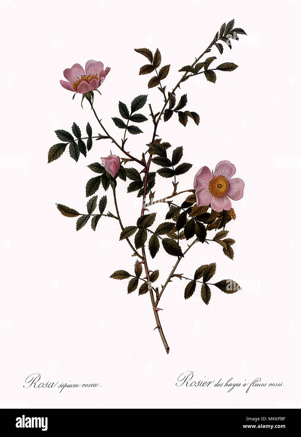 Native rose Cut Out Stock Images & Pictures - Alamy