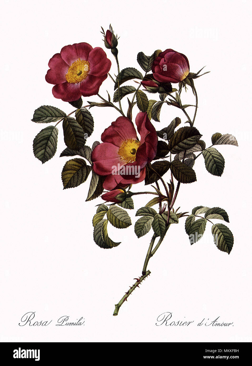 Rose height hi-res stock photography and images - Alamy