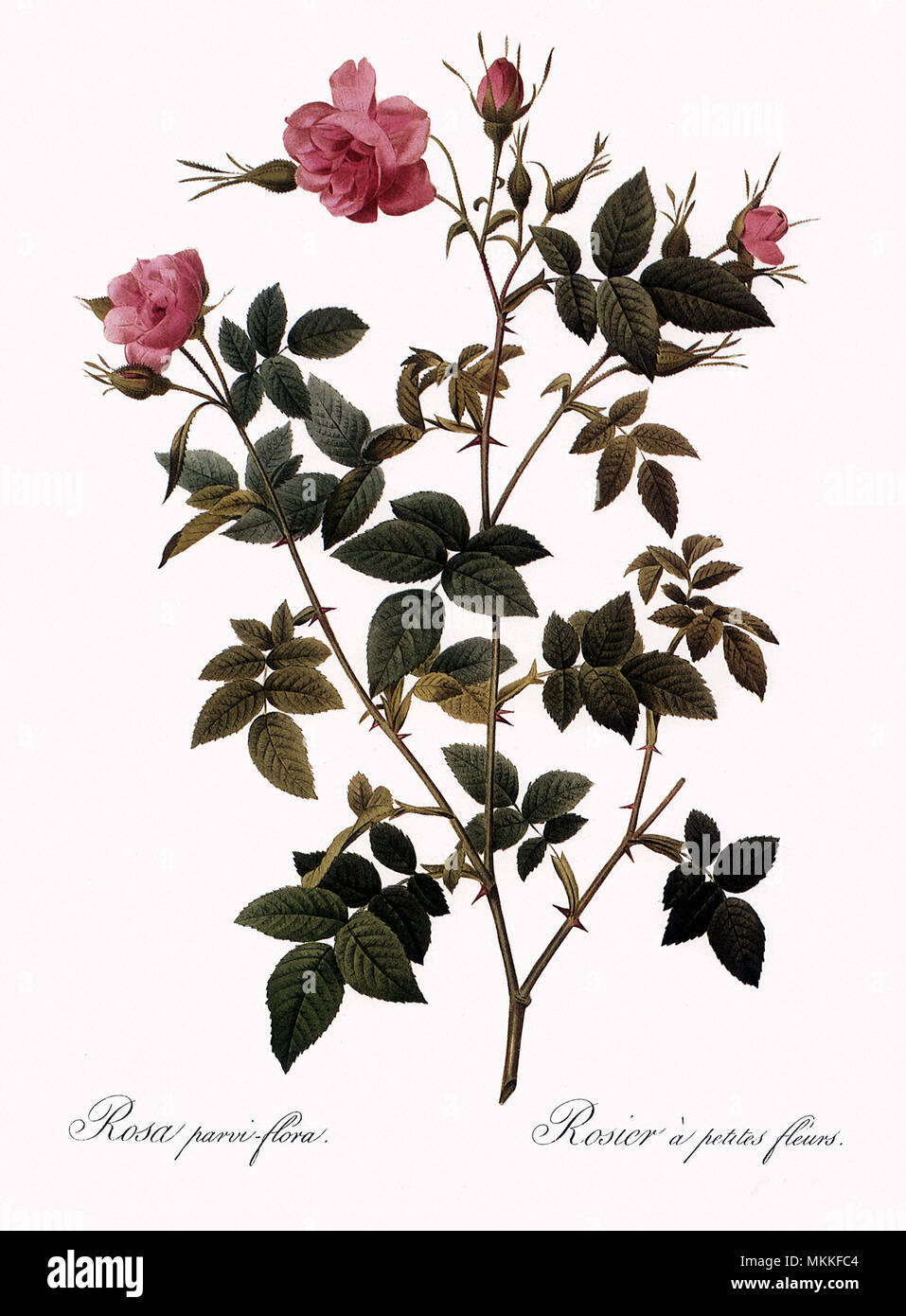 Native rose Cut Out Stock Images & Pictures - Alamy