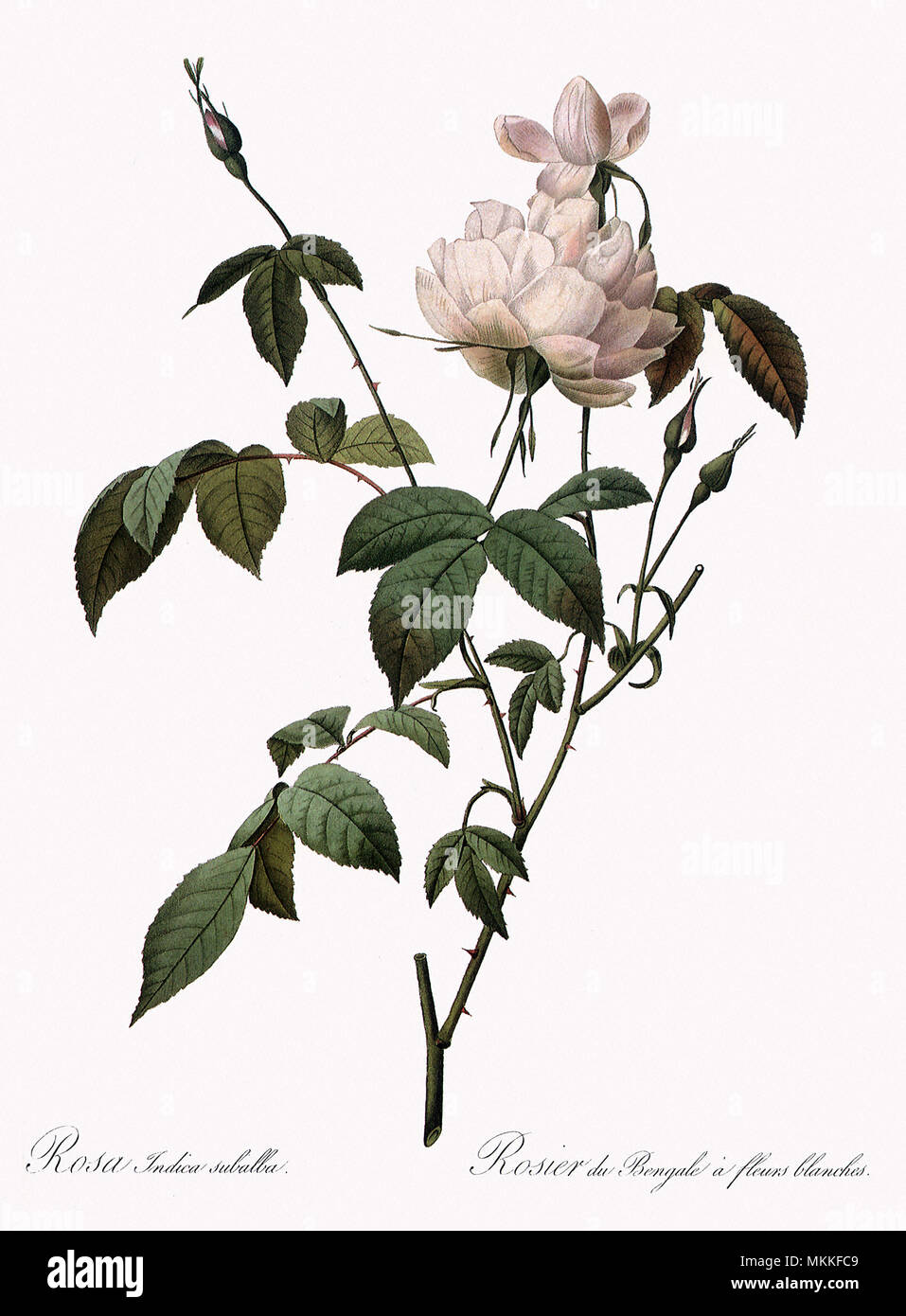 Pink china rose flower Cut Out Stock Images & Pictures - Alamy