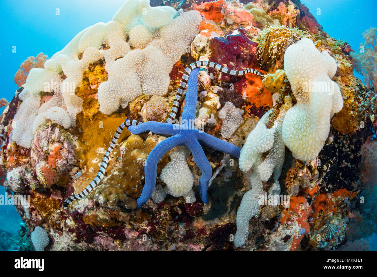 Philippines snake hi-res stock photography and images - Alamy