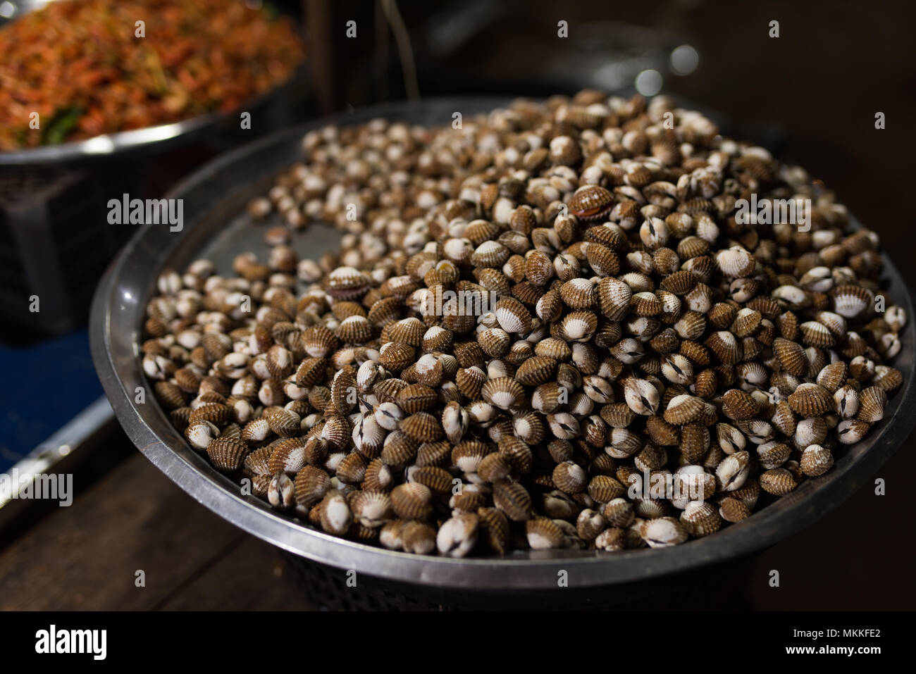 Beetle larvae night hi-res stock photography and images - Alamy