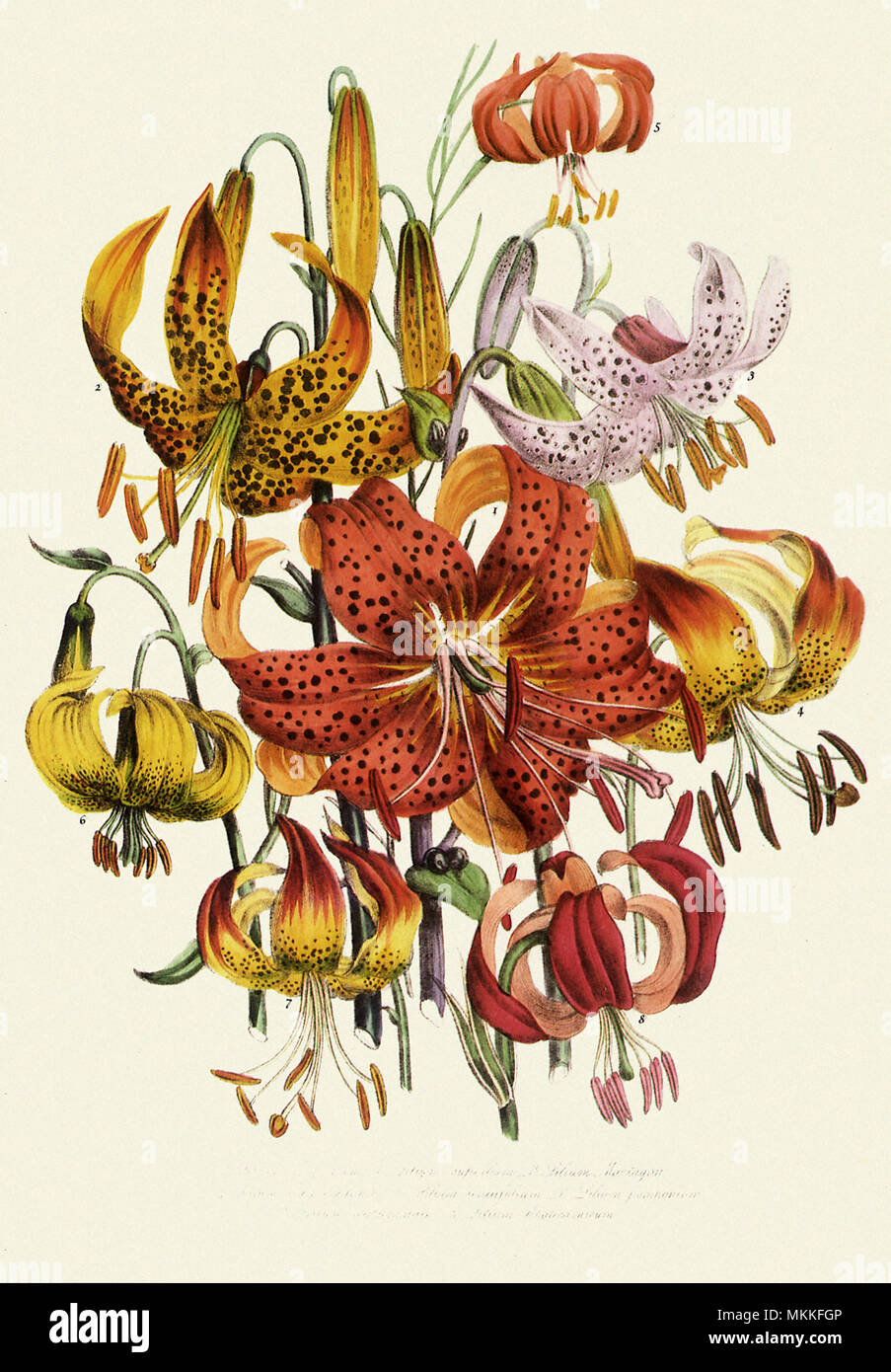 Dramatic plants hi-res stock photography and images - Alamy