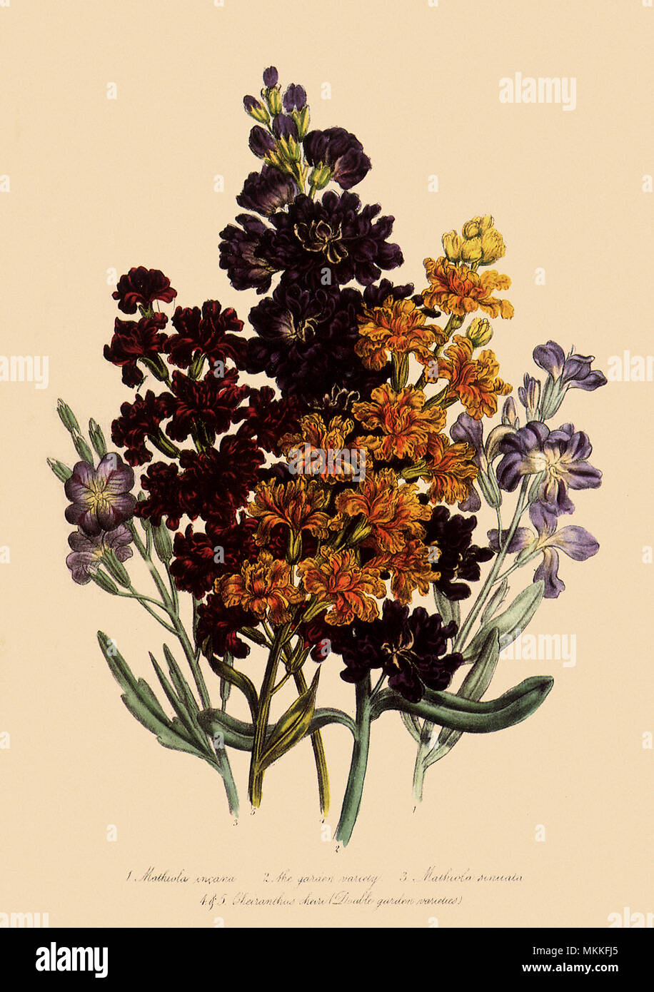 çluster hi-res stock photography and images - Alamy