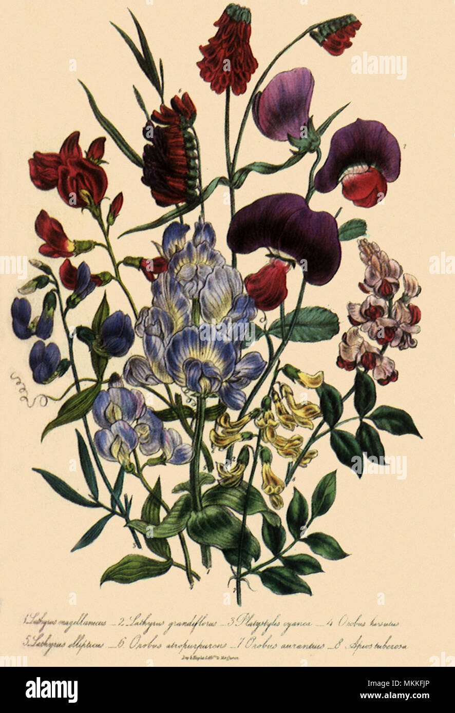 Cluster of pea hi-res stock photography and images - Alamy