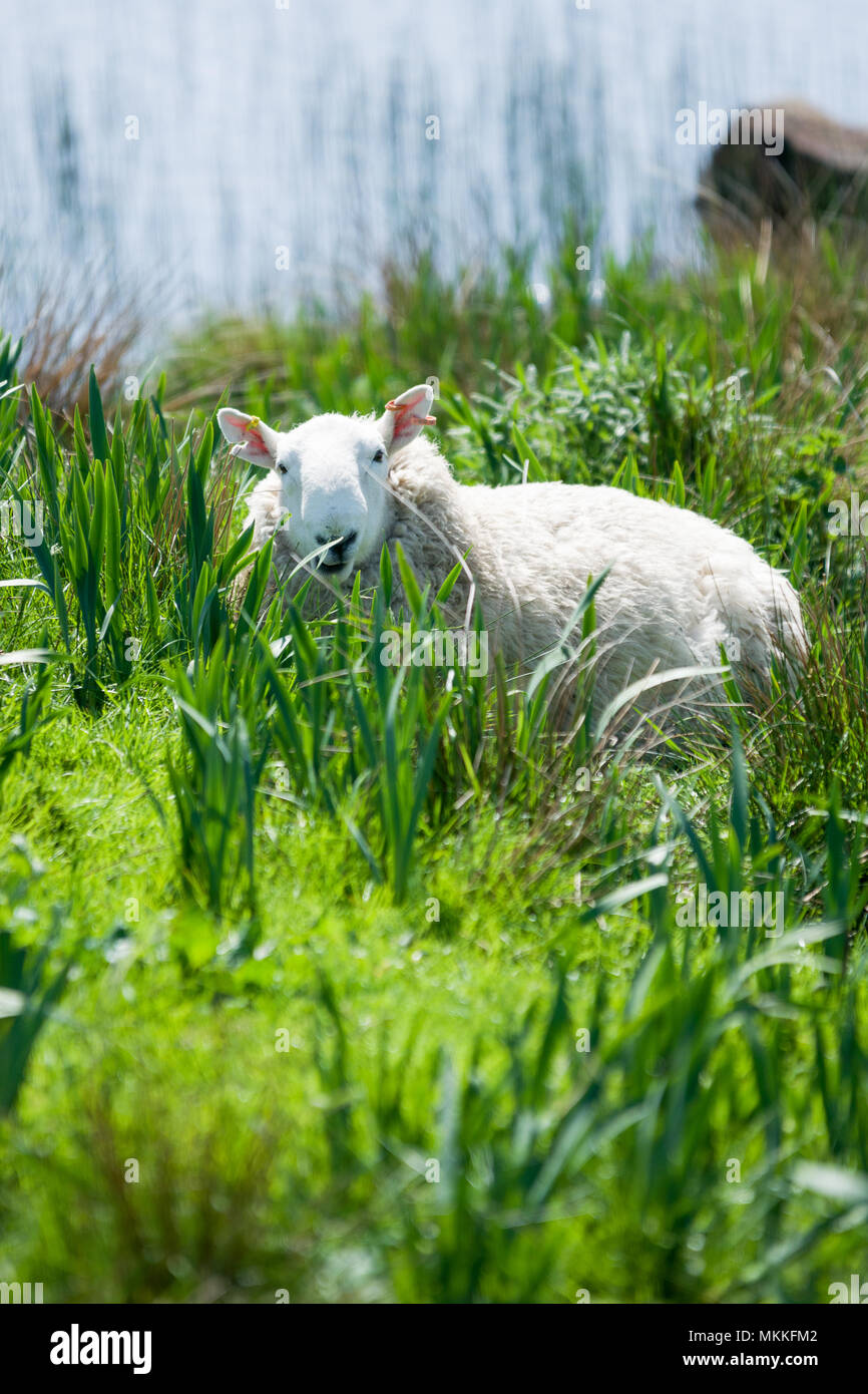 Sheep lying down sheep hi-res stock photography and images - Alamy