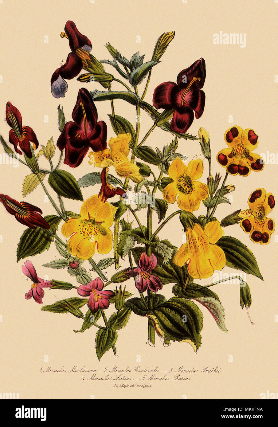 Mimulus flowers hi-res stock photography and images - Alamy