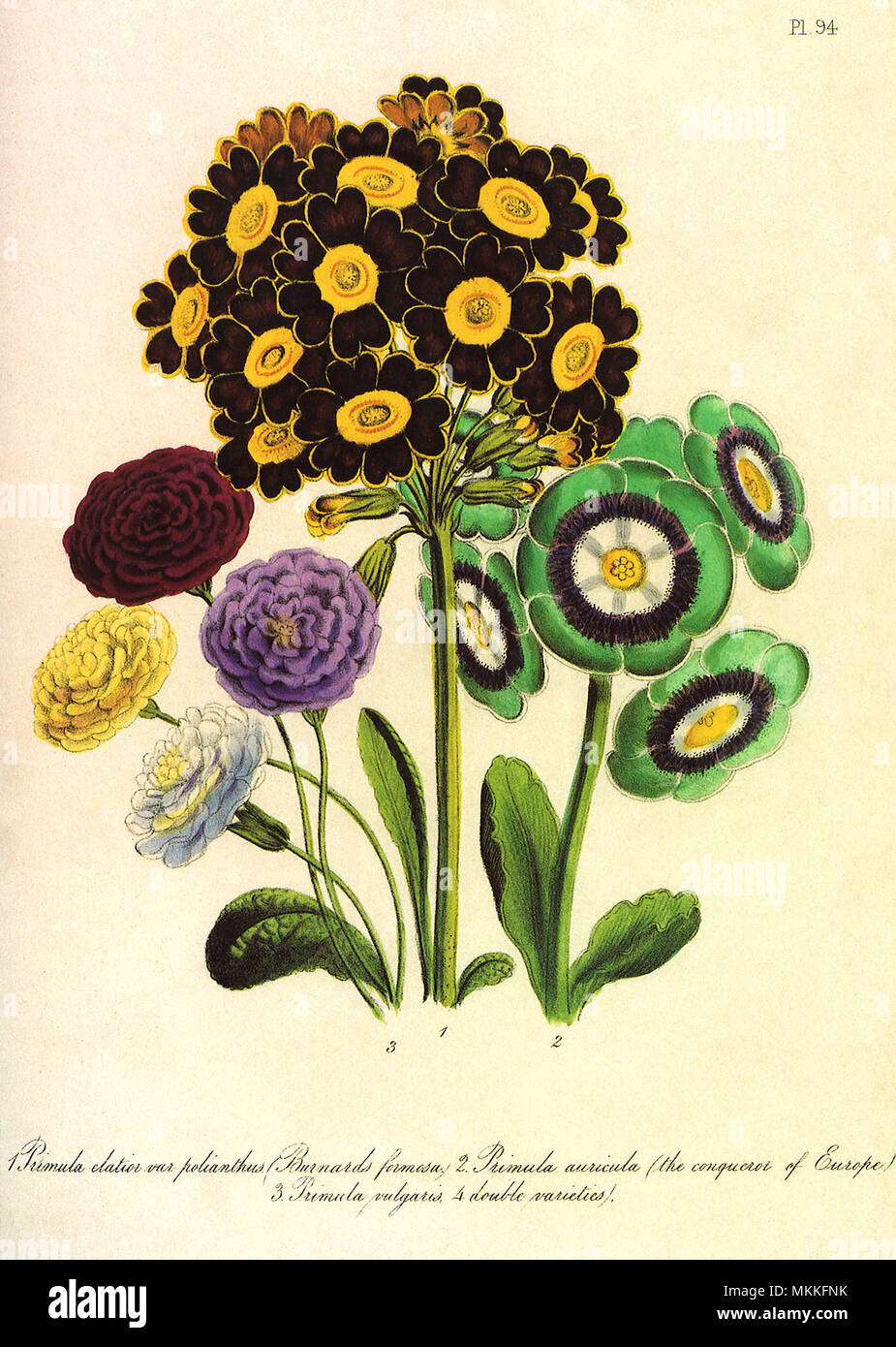 Primroses flowering hi-res stock photography and images - Alamy