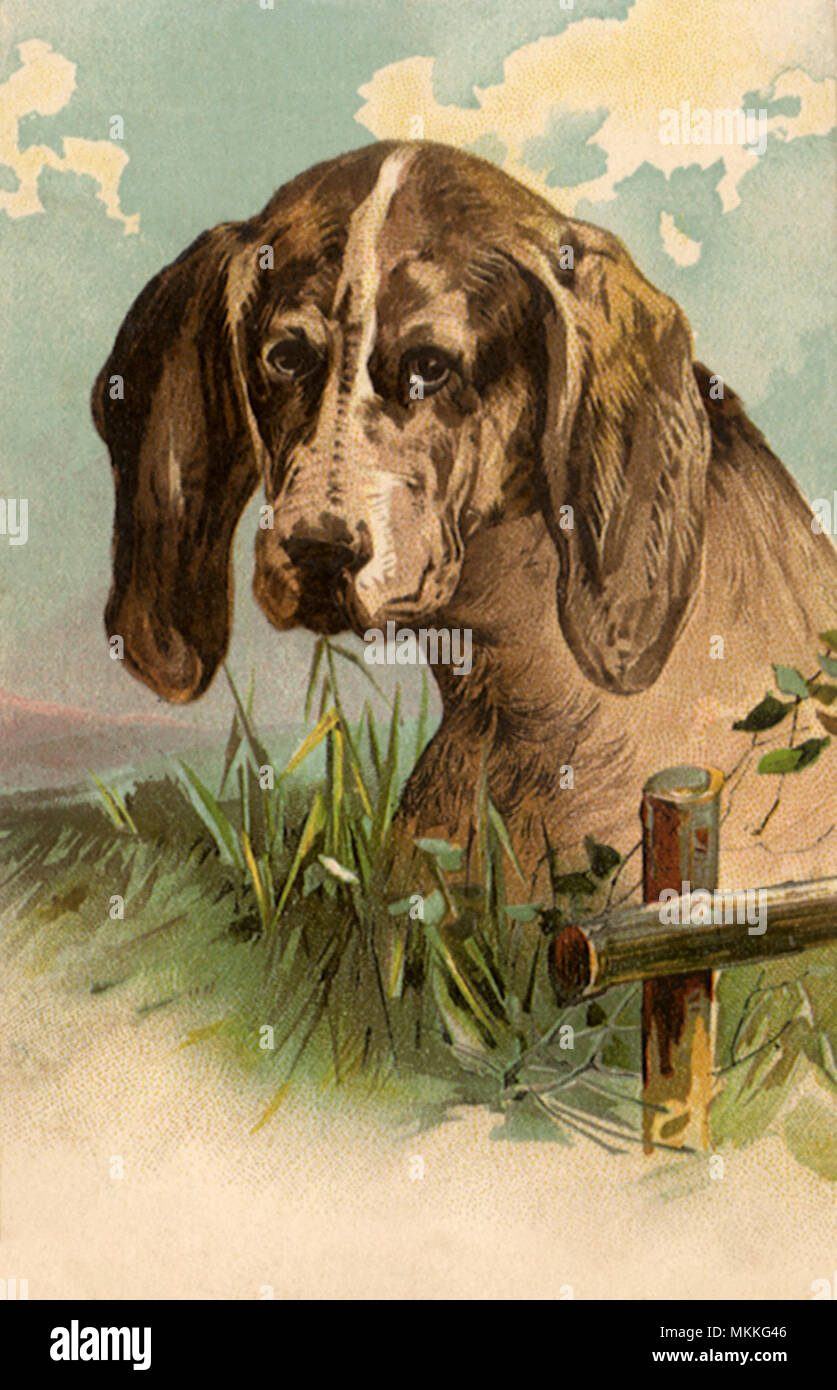 Sad Beagle Puppy Stock Photo - Alamy