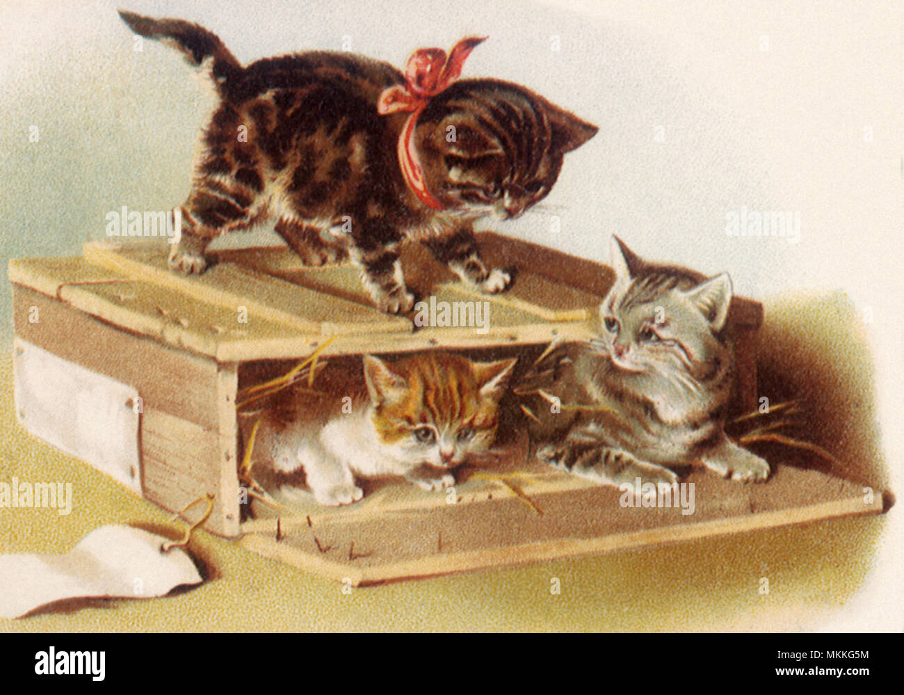 Kittens Playing in Box Stock Photo - Alamy