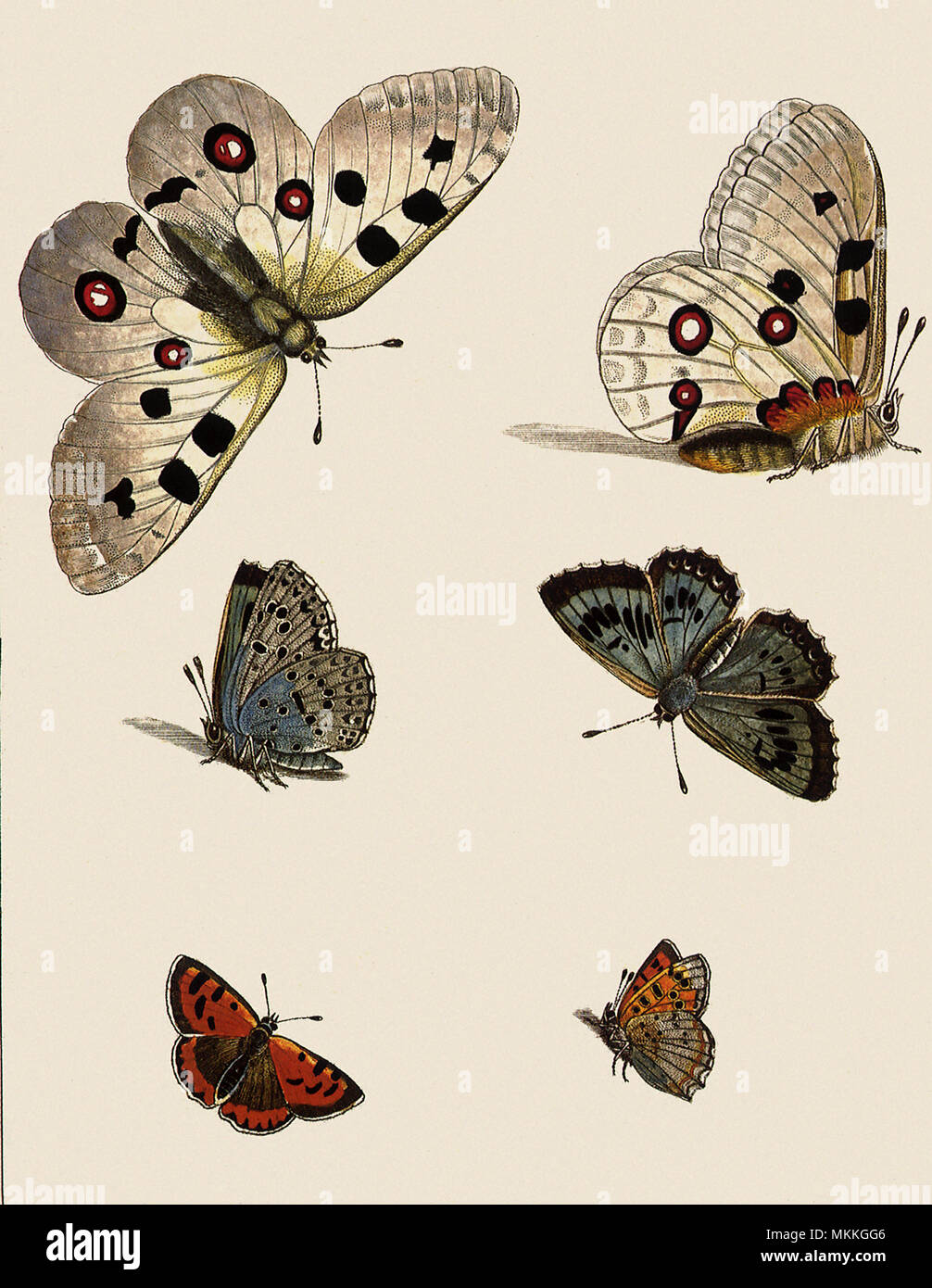 Eyespots hi-res stock photography and images - Alamy