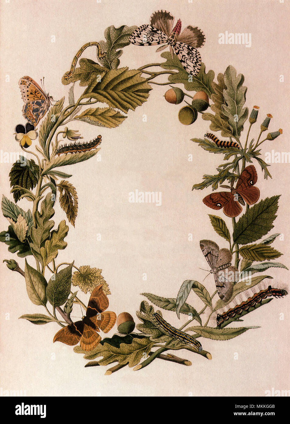 Insecta insects hi-res stock photography and images - Alamy