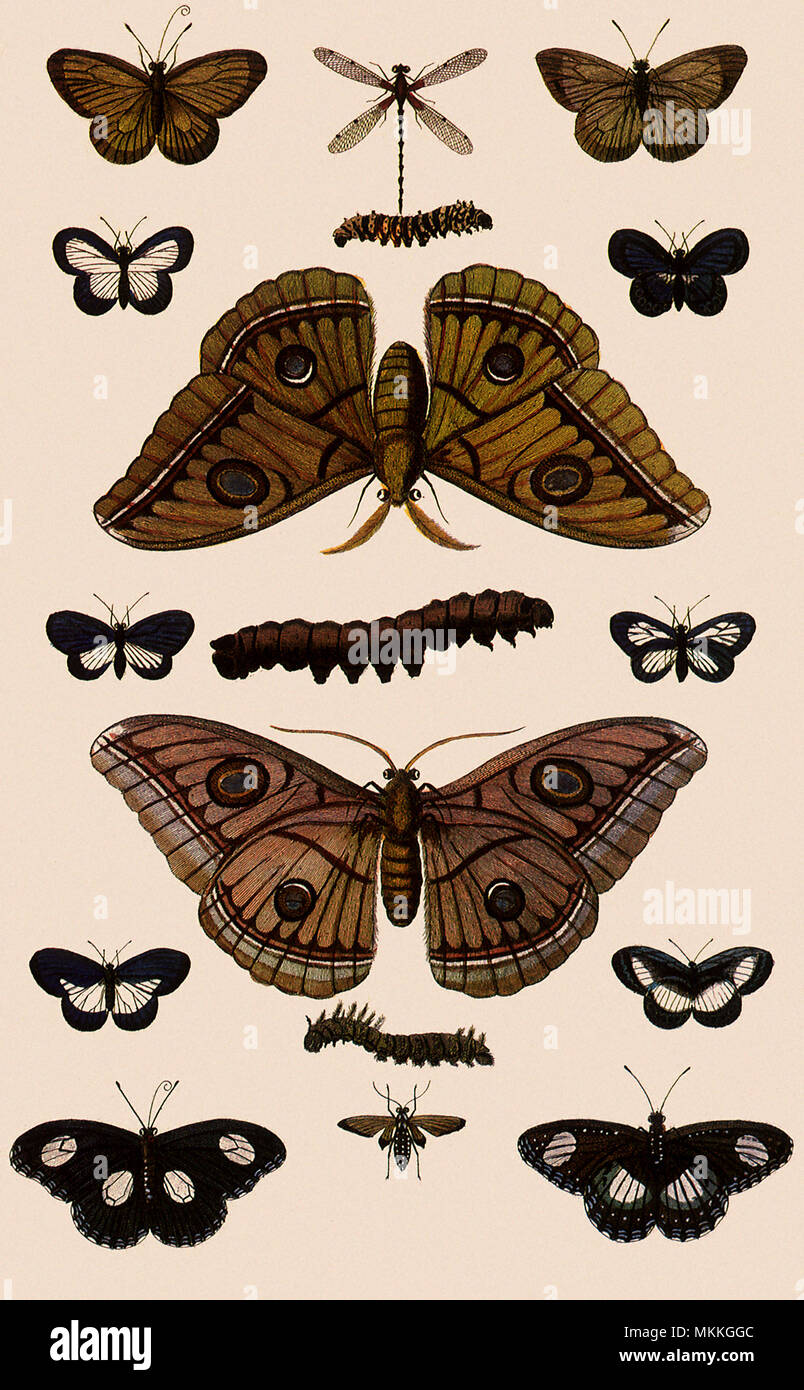 Gullwing or wollwing moth hi-res stock photography and images - Alamy